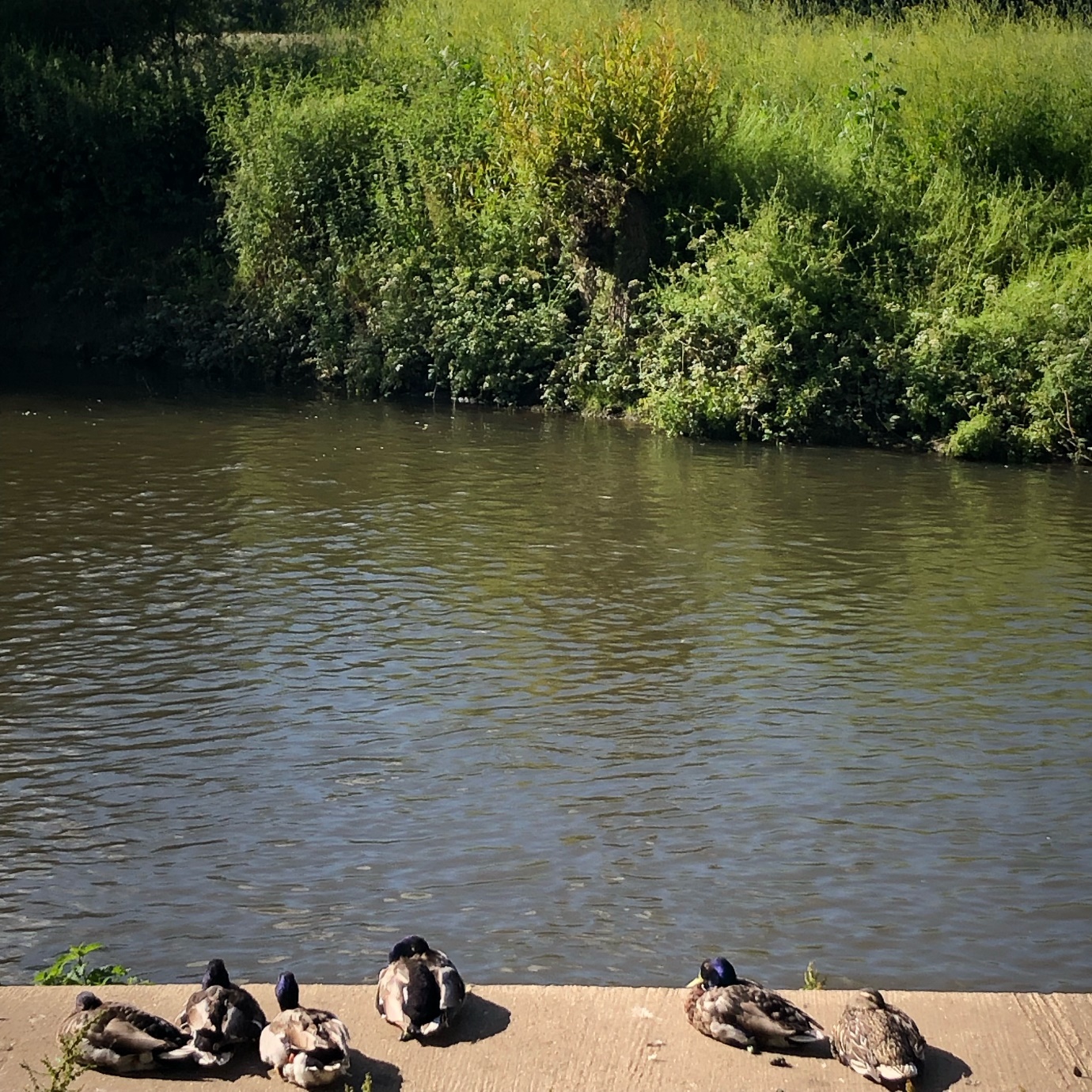 The Big Internet Math-Off 2019, Group 3 – Sophie Carr vs Sunil Singh ...