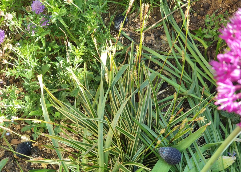 The Big Lock-Down Math-Off, Match 19 | The Aperiodical